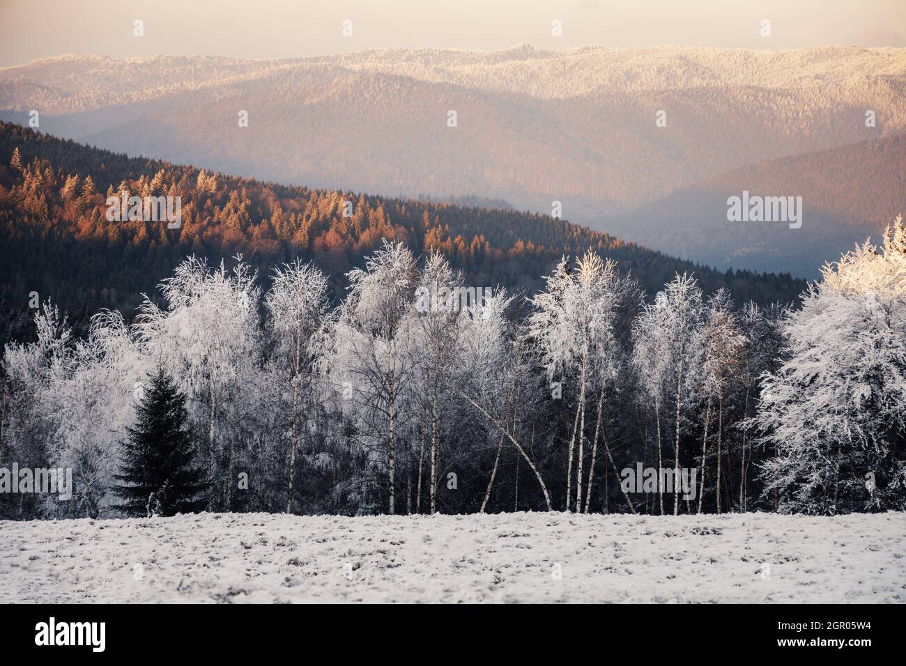 Birchwood In Winter High Resolution Stock Photography and Images - Alamy
