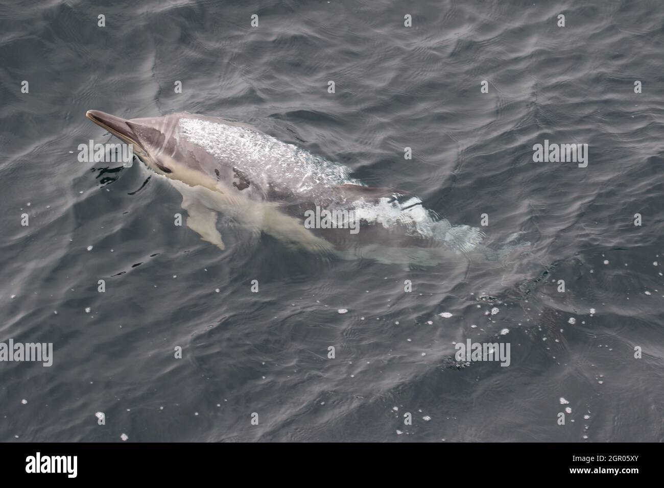Sequence 8 - Common dolphin leaping in UK waters Stock Photo - Alamy