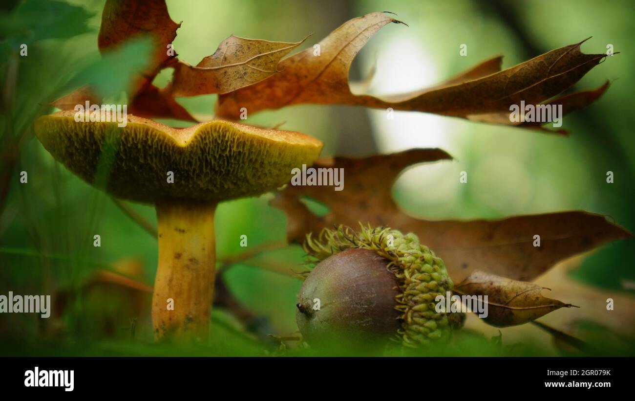 Spiky mushroom hi-res stock photography and images - Alamy