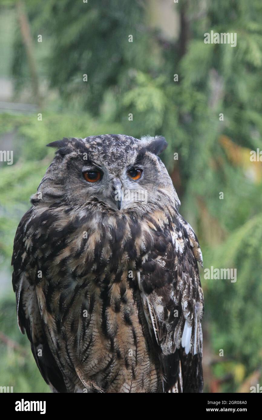 Great gray owl ear hi-res stock photography and images - Alamy