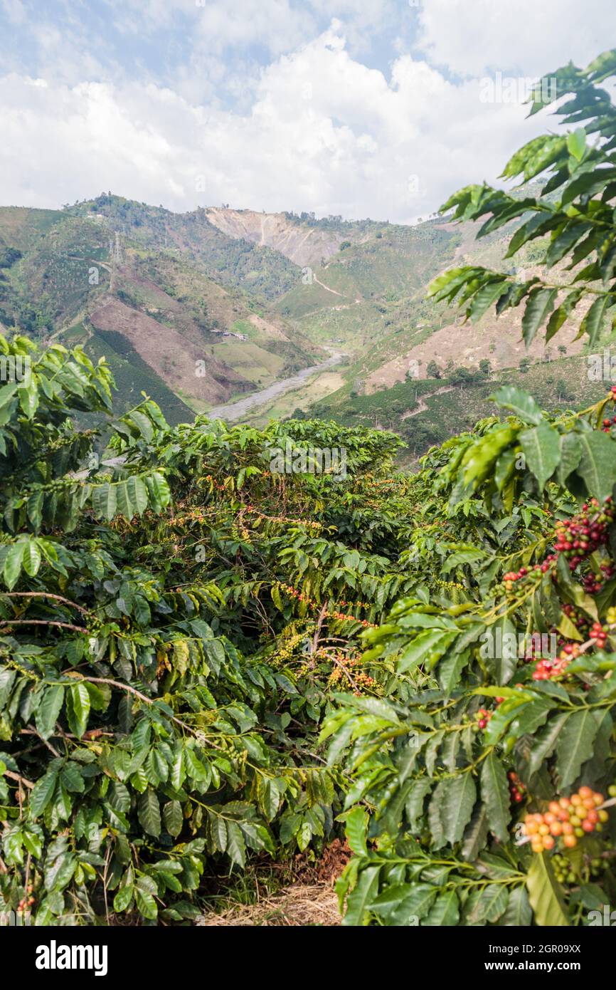 Indigenous colombia farm hi-res stock photography and images - Alamy