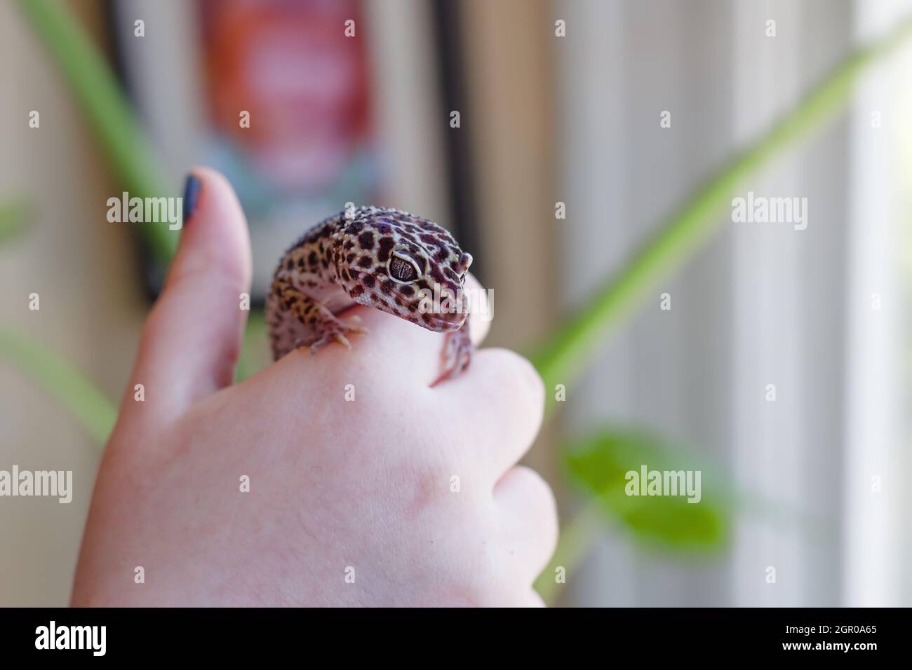Female leopard gecko hi-res stock photography and images - Alamy