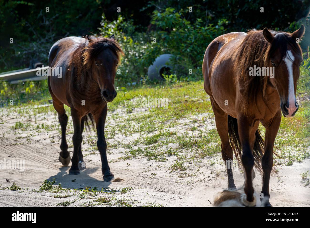 Outer banks mustangs hi-res stock photography and images - Alamy