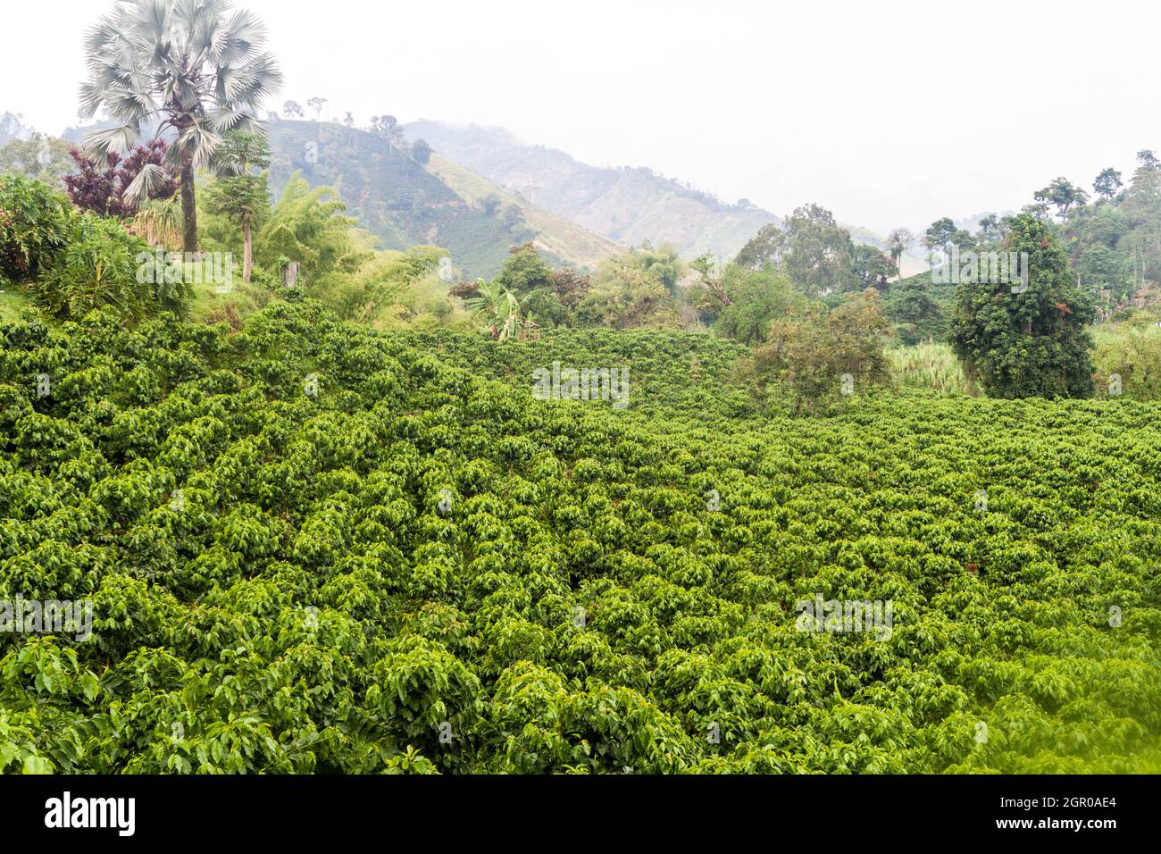 Indigenous colombia farm hi-res stock photography and images - Alamy
