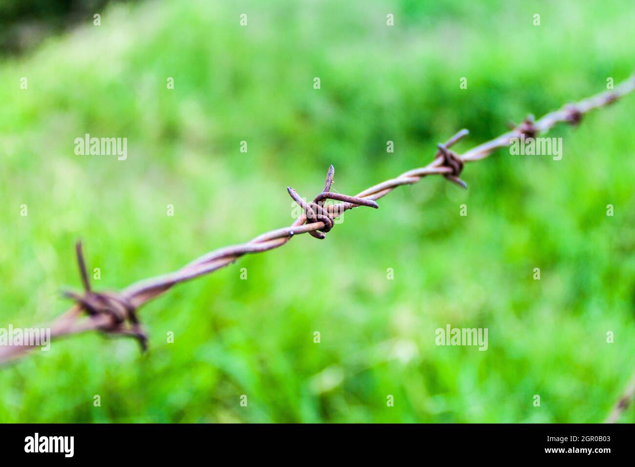 Detail of barbed wire Stock Photo - Alamy