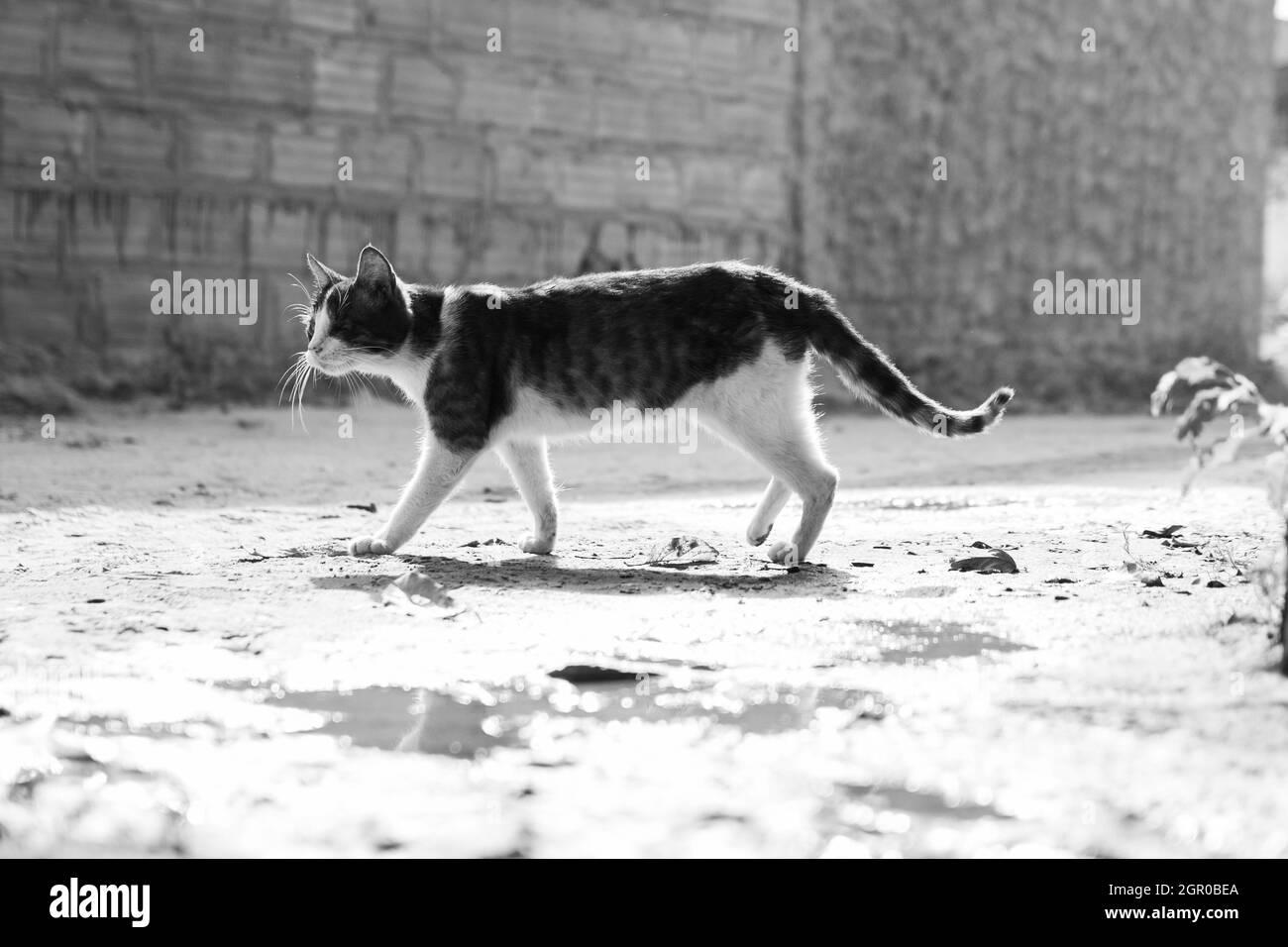 Greyscale cat hi-res stock photography and images - Alamy