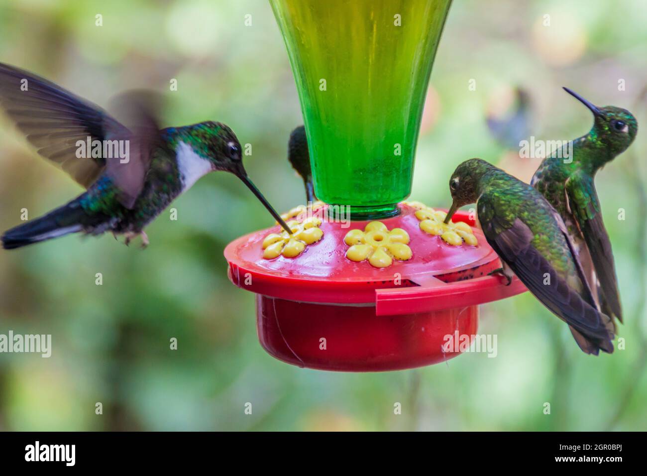 Hummingbirds at the feeder in Cocora valley, Colombia Stock Photo - Alamy