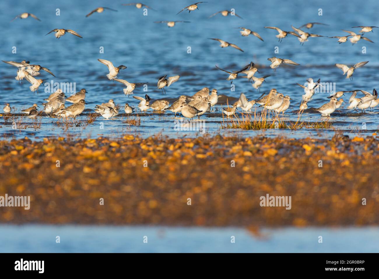 Large flock of plovers hi-res stock photography and images - Alamy