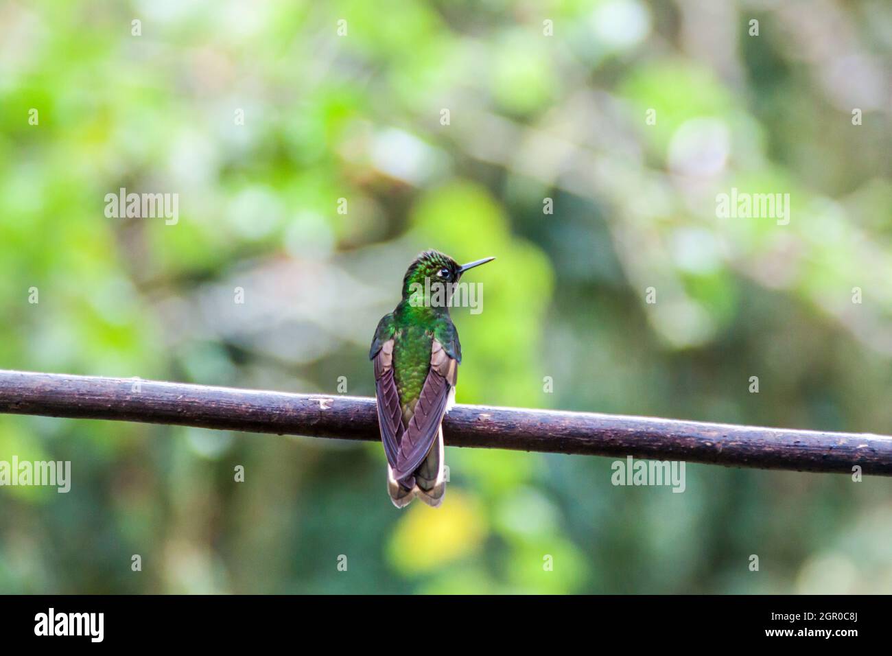 Hummingbird in Cocora valley, Colombia Stock Photo - Alamy