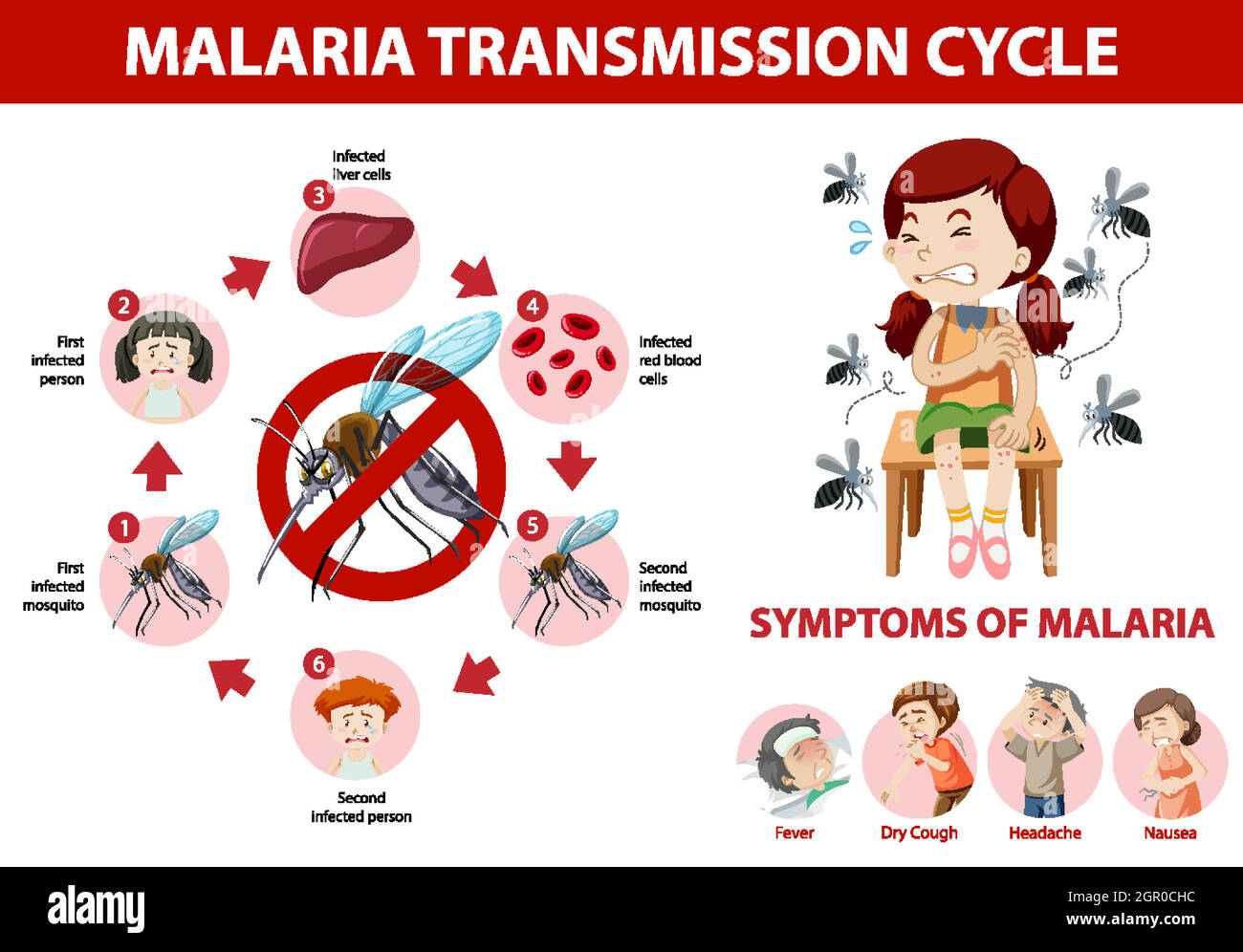 Malaria transmission cycle and symptom information infographic Stock ...