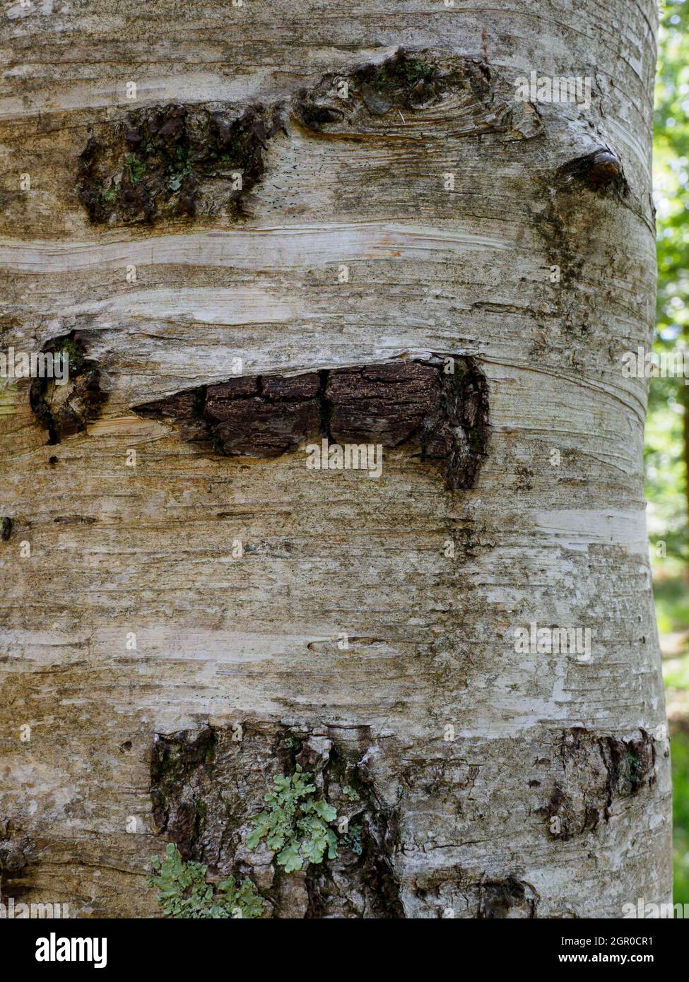 Betula populifolia, Grey Birch tree, close up of bark Stock Photo - Alamy
