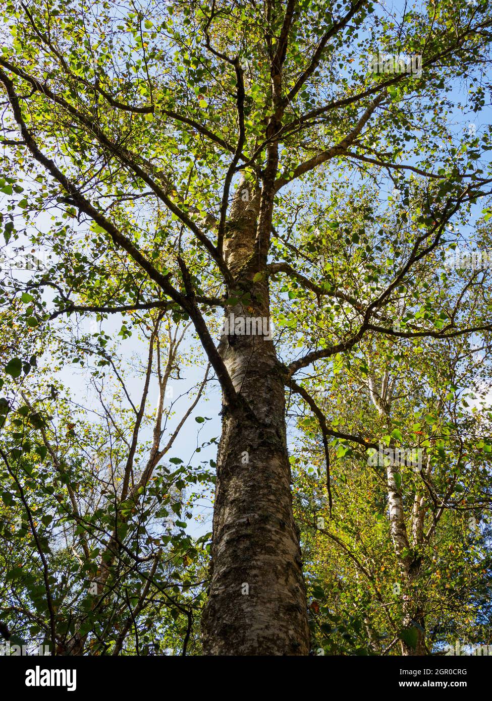 Grey birch hi-res stock photography and images - Alamy
