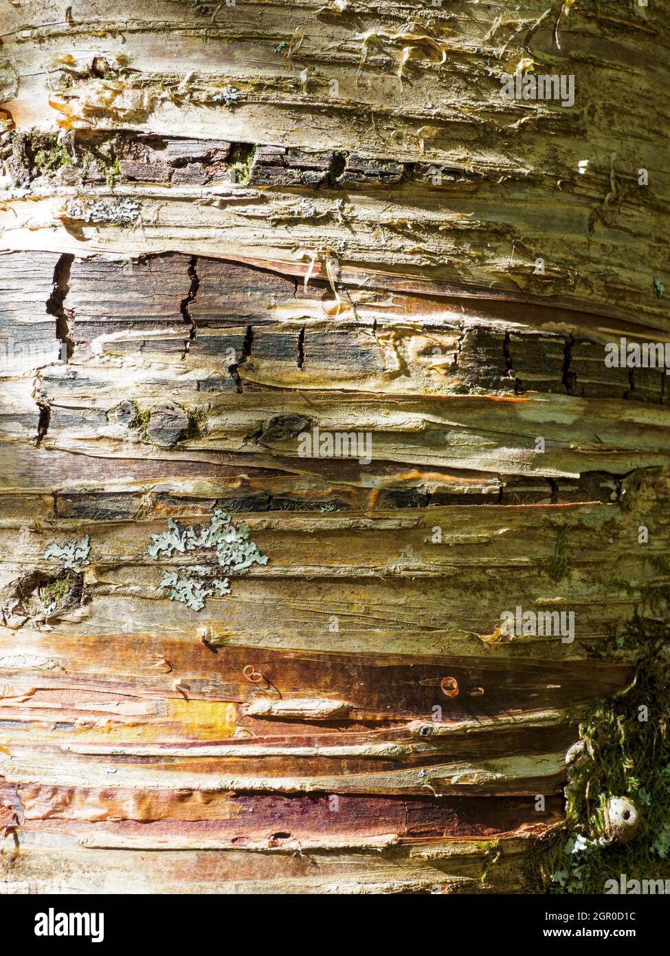 Cherry tree bark hi-res stock photography and images - Alamy