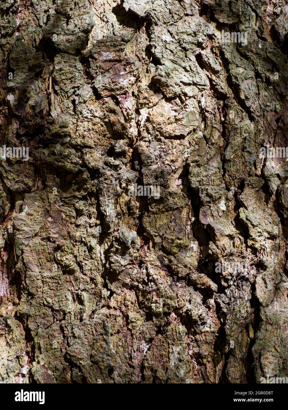 Picea sitchensis, Sitka Spruce, close up of bark Stock Photo - Alamy