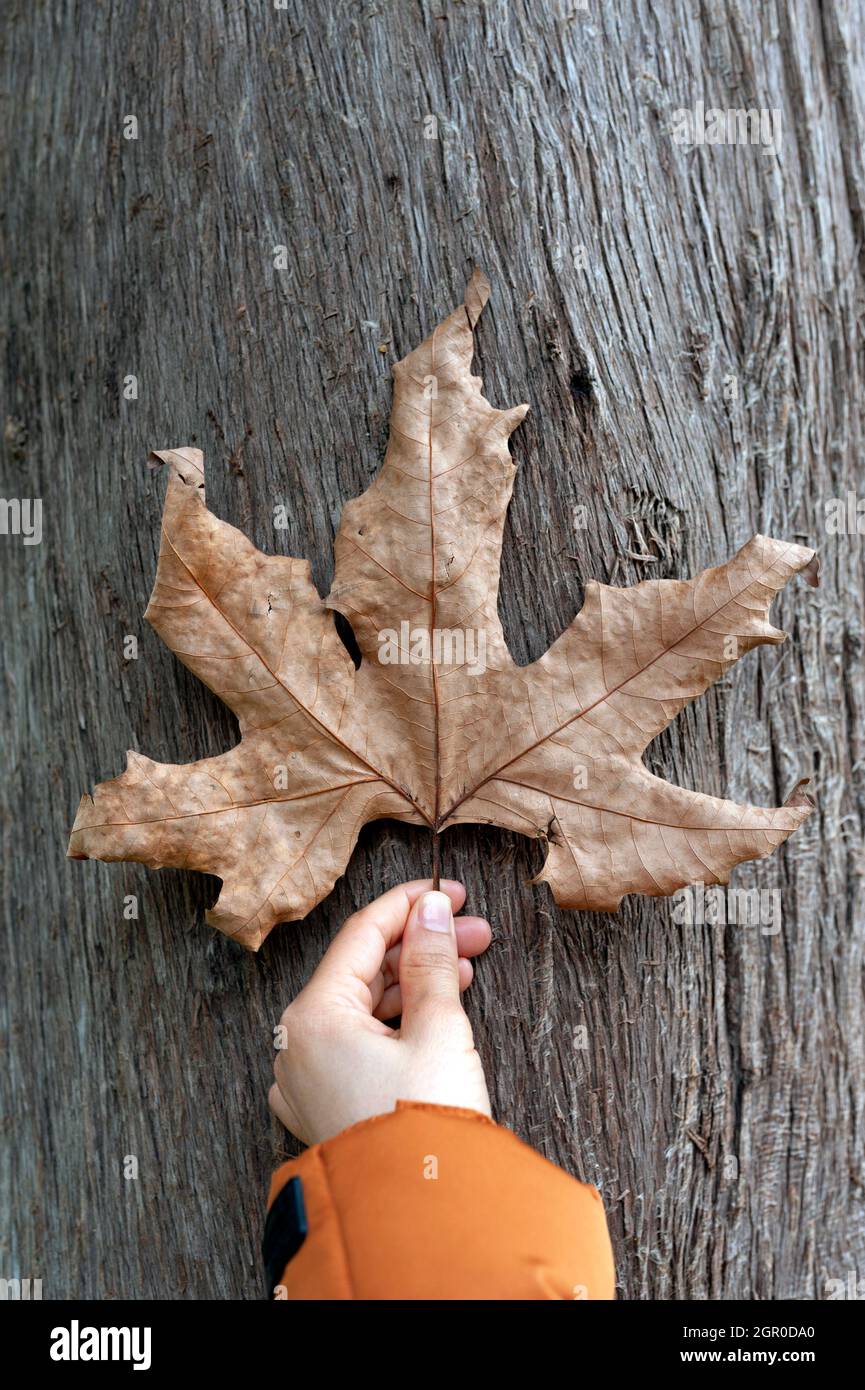 Dead palm tree leaves hi-res stock photography and images - Alamy