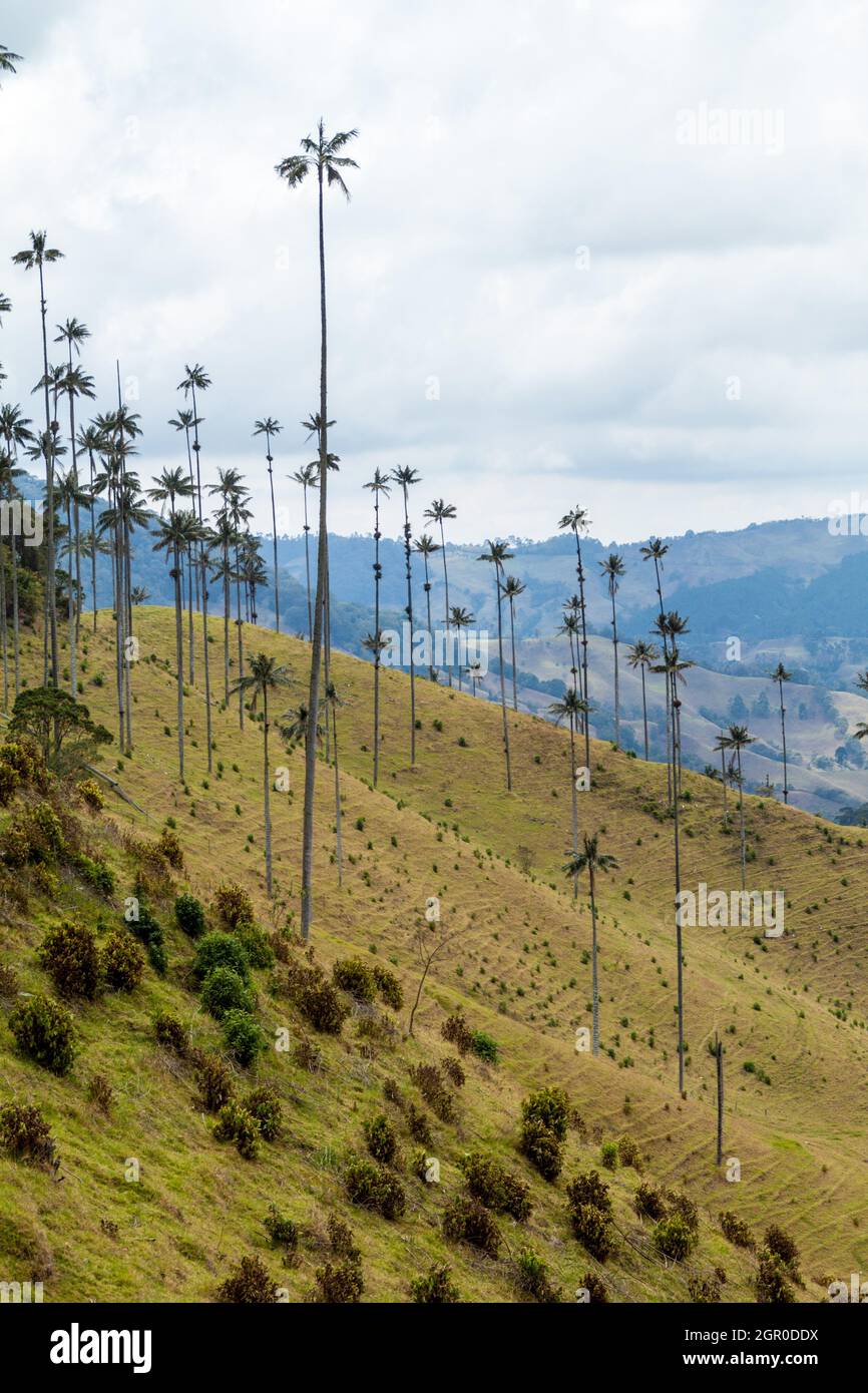 Tall wax palms in Cocora valley, Colombia Stock Photo - Alamy