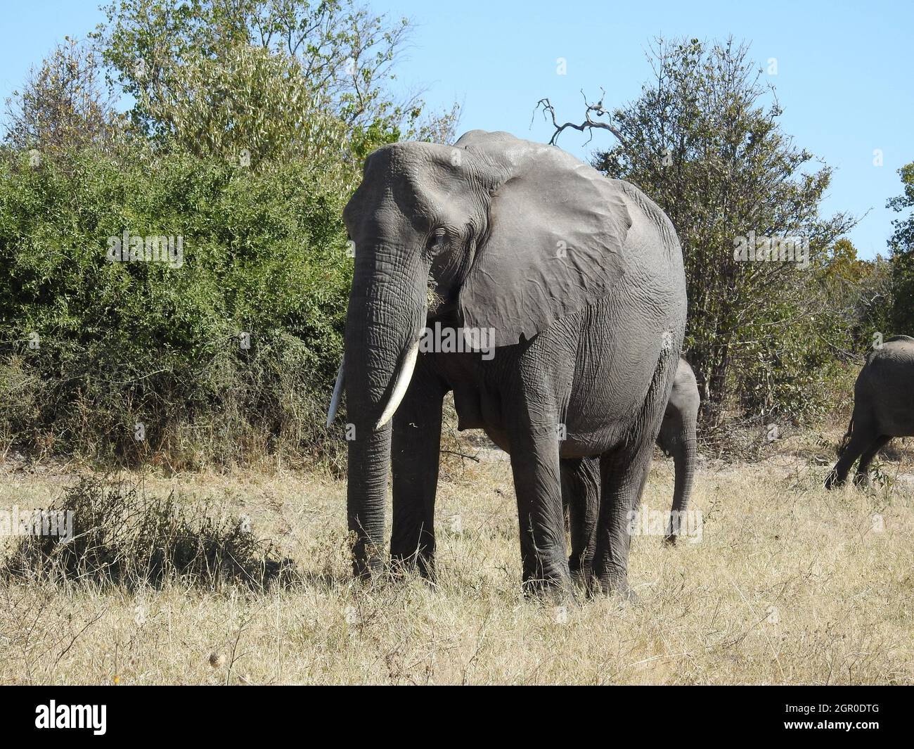 Horizontal shot of an elephant walking in the wilderness Stock Photo ...