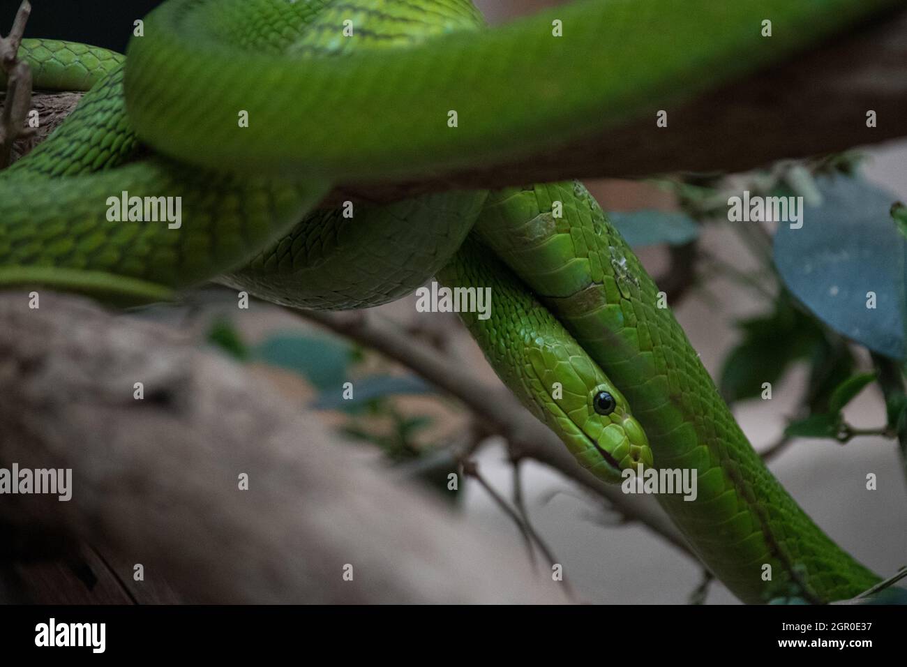 Close up coiled green tree snake hi-res stock photography and images ...