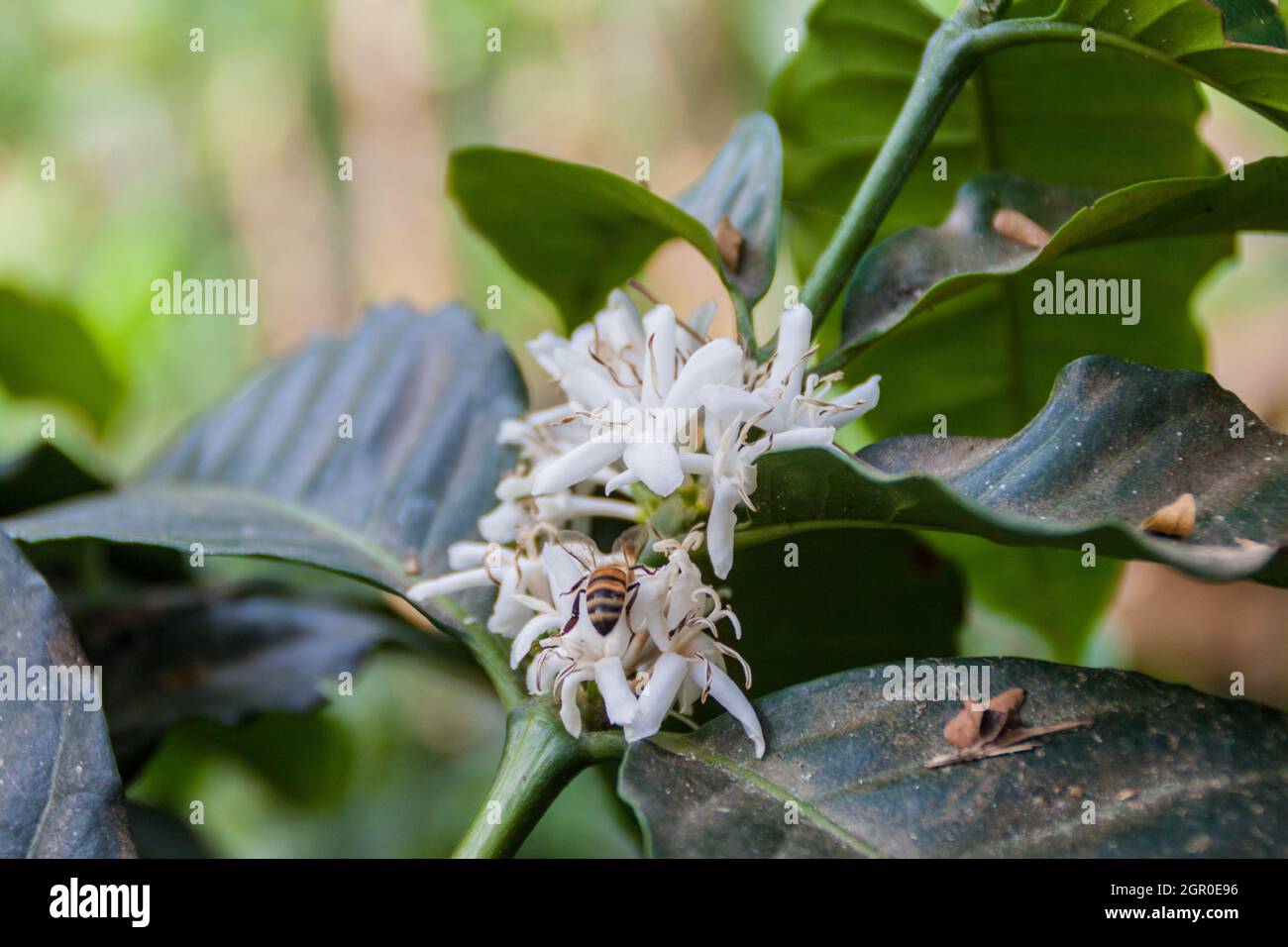 Arabica coffee bee hi-res stock photography and images - Alamy