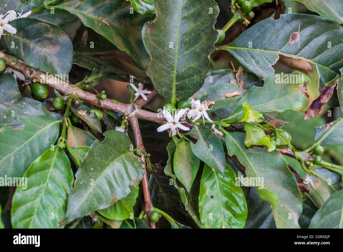 Coffee plant colombia detail hi-res stock photography and images - Alamy