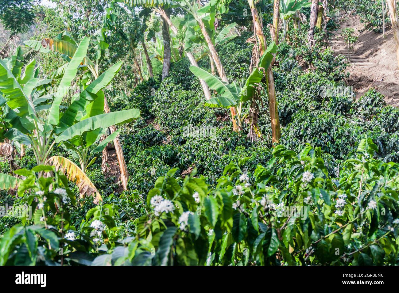 Sustainable coffee farming hi-res stock photography and images - Alamy