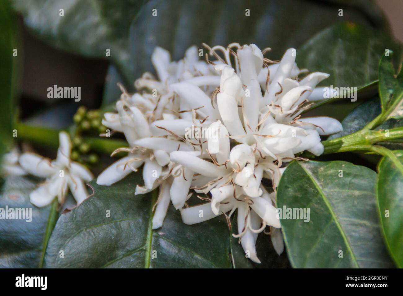 Coffee tree blossom hi-res stock photography and images - Alamy