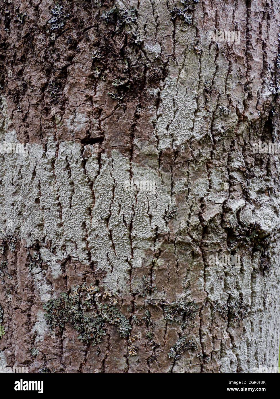 Poplar tree bark hi-res stock photography and images - Alamy