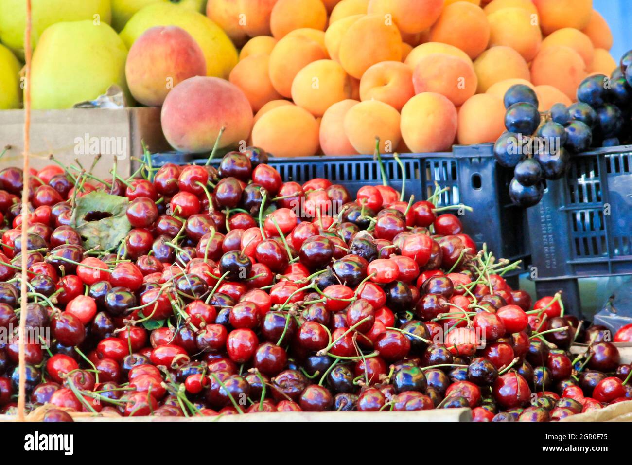 Nectarine plant container hi-res stock photography and images - Alamy