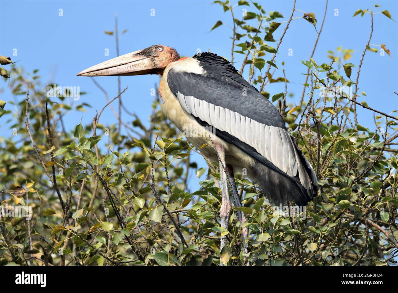 Greater Adjutant Stork Bird High Resolution Stock Photography and ...
