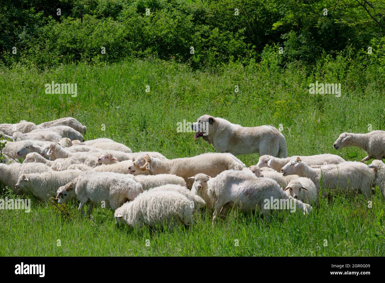 Sheep guards hi-res stock photography and images - Alamy