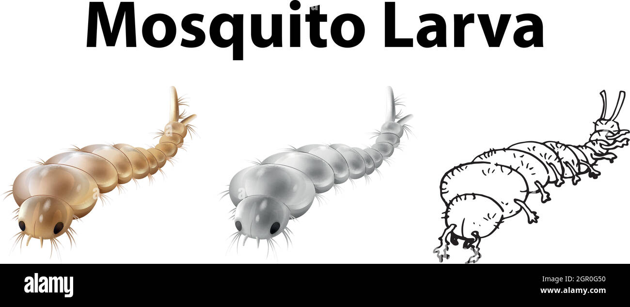 Mosquito larva in three sketches Stock Vector Image & Art - Alamy