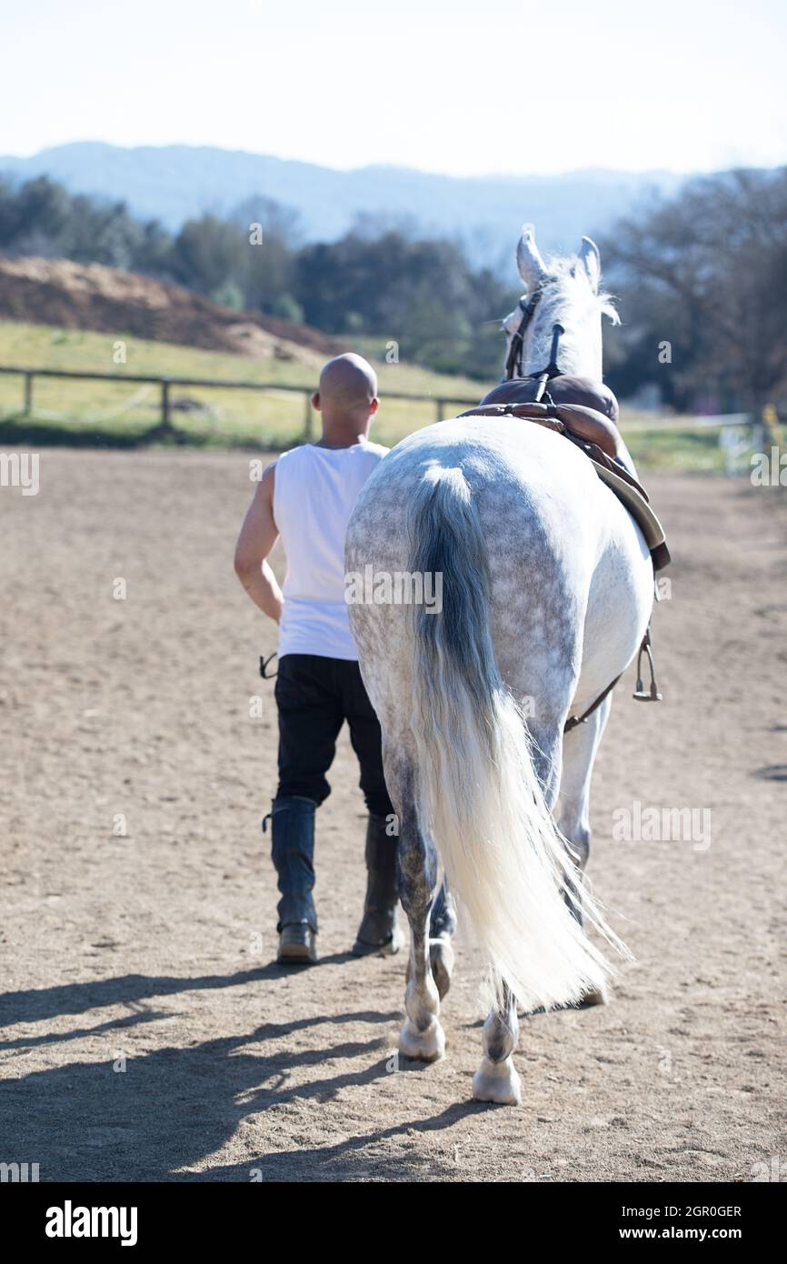 Animal themes sport riding walking horse hi-res stock photography and ...