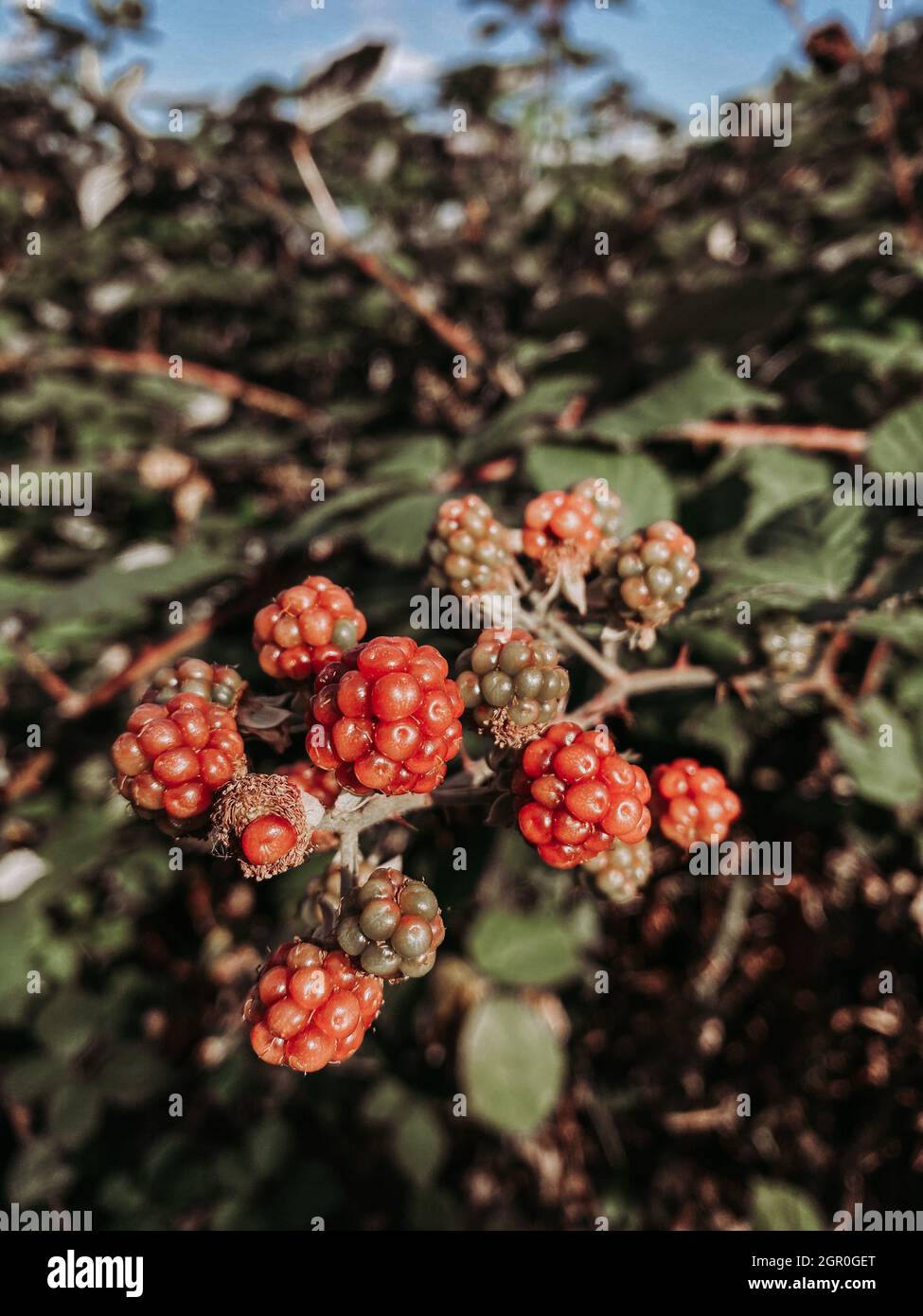 Western dewberry hi-res stock photography and images - Alamy