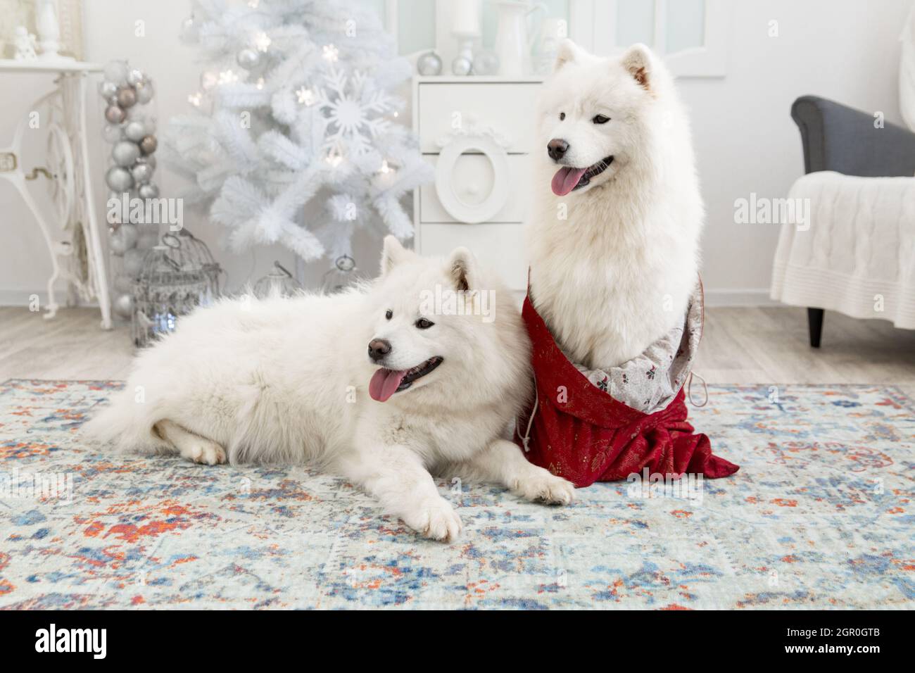 Samoyed dog lying down hi-res stock photography and images - Alamy
