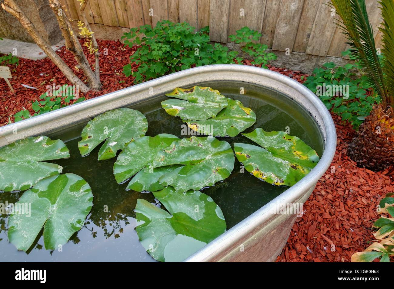 Leaves in the pool Stock Photo - Alamy
