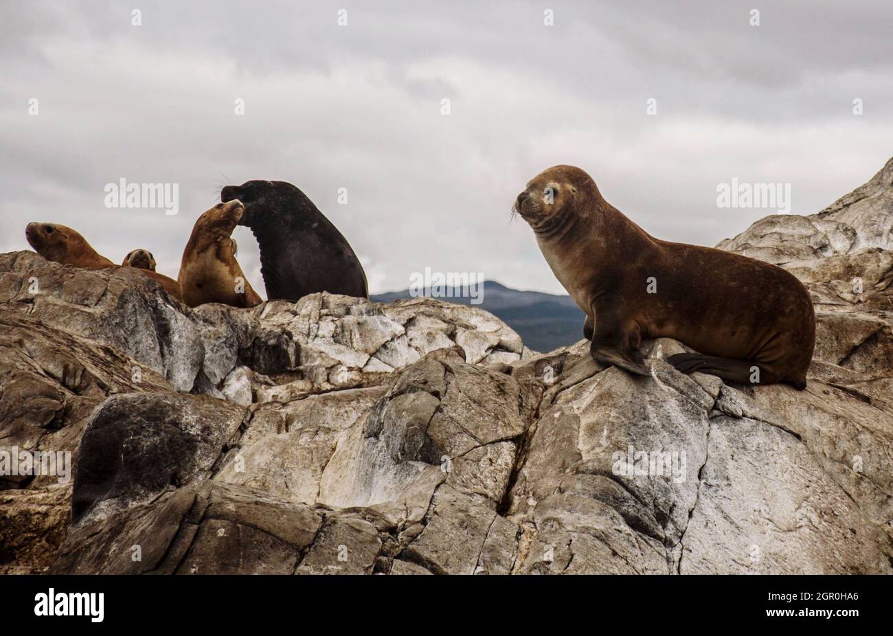 Elephant seal underwater hi-res stock photography and images - Alamy