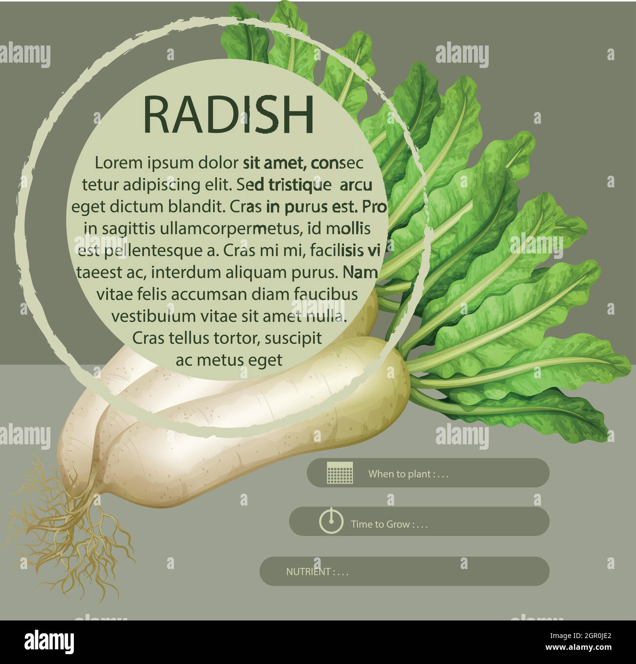 Infographic design with white radish Stock Vector Image & Art - Alamy