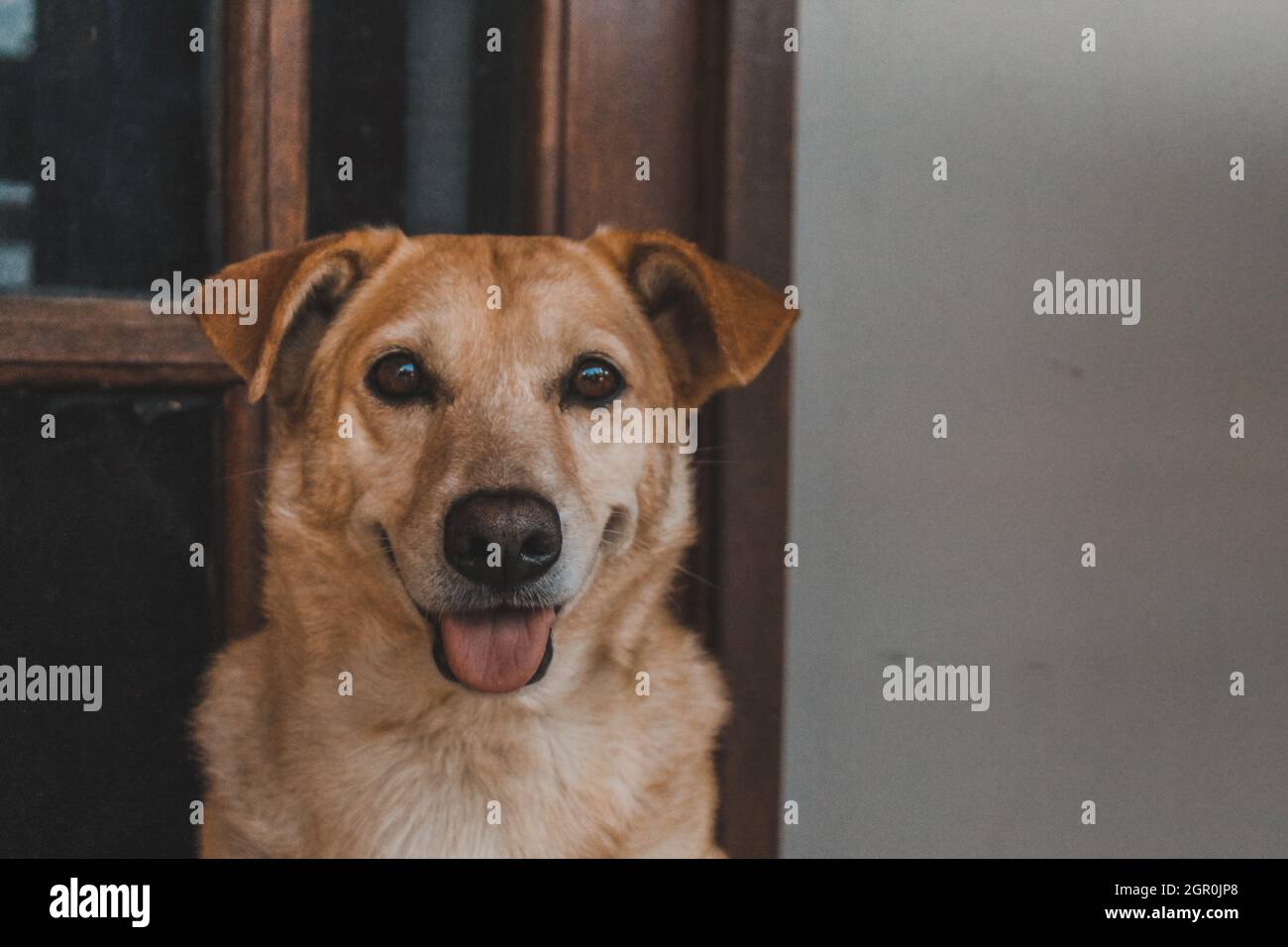 Beagle puppy yawning hi-res stock photography and images - Alamy