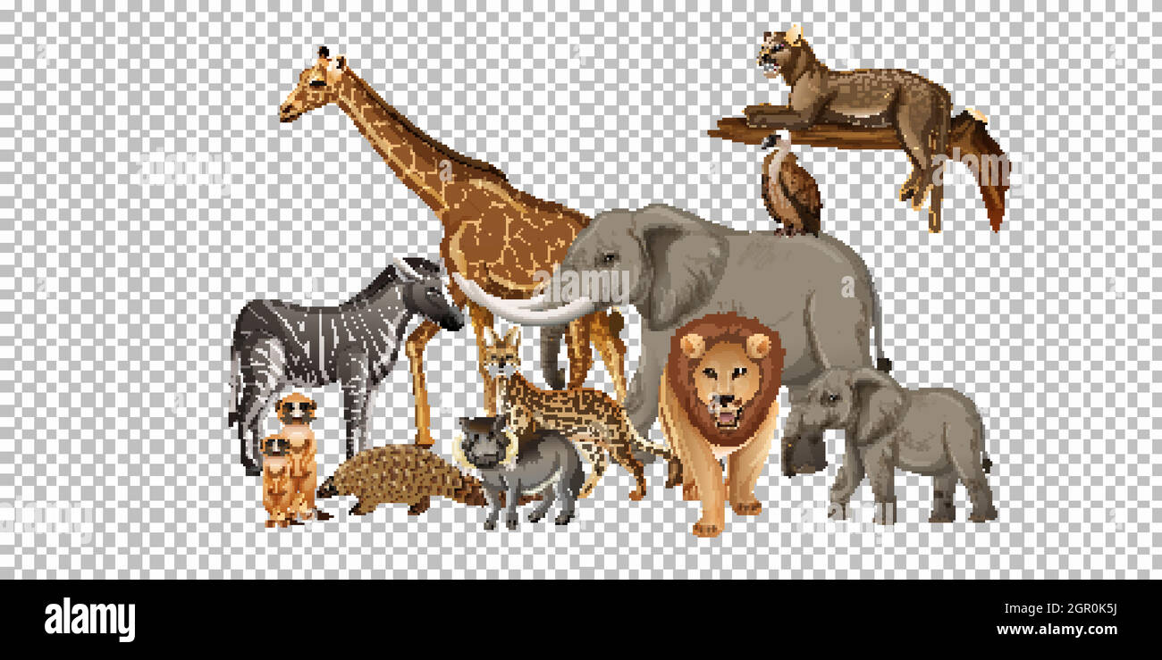 Group of wild african animal on transparent background Stock Vector ...
