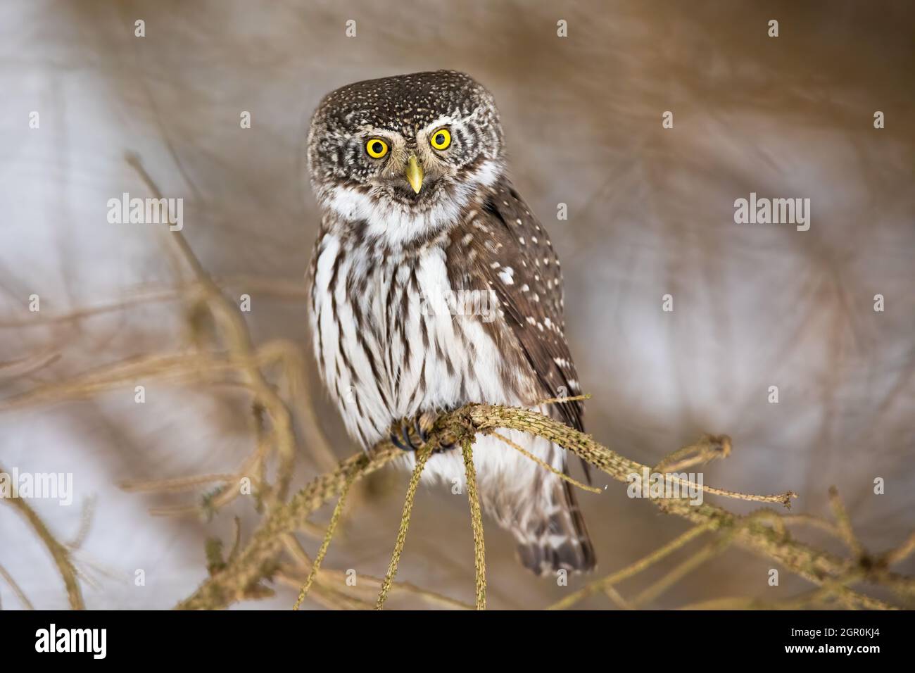 Eurasian pygmy owl watching hi-res stock photography and images - Alamy