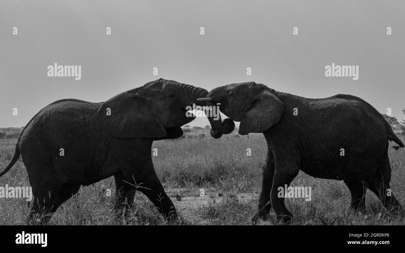 Indian young elephant Black and White Stock Photos & Images - Alamy