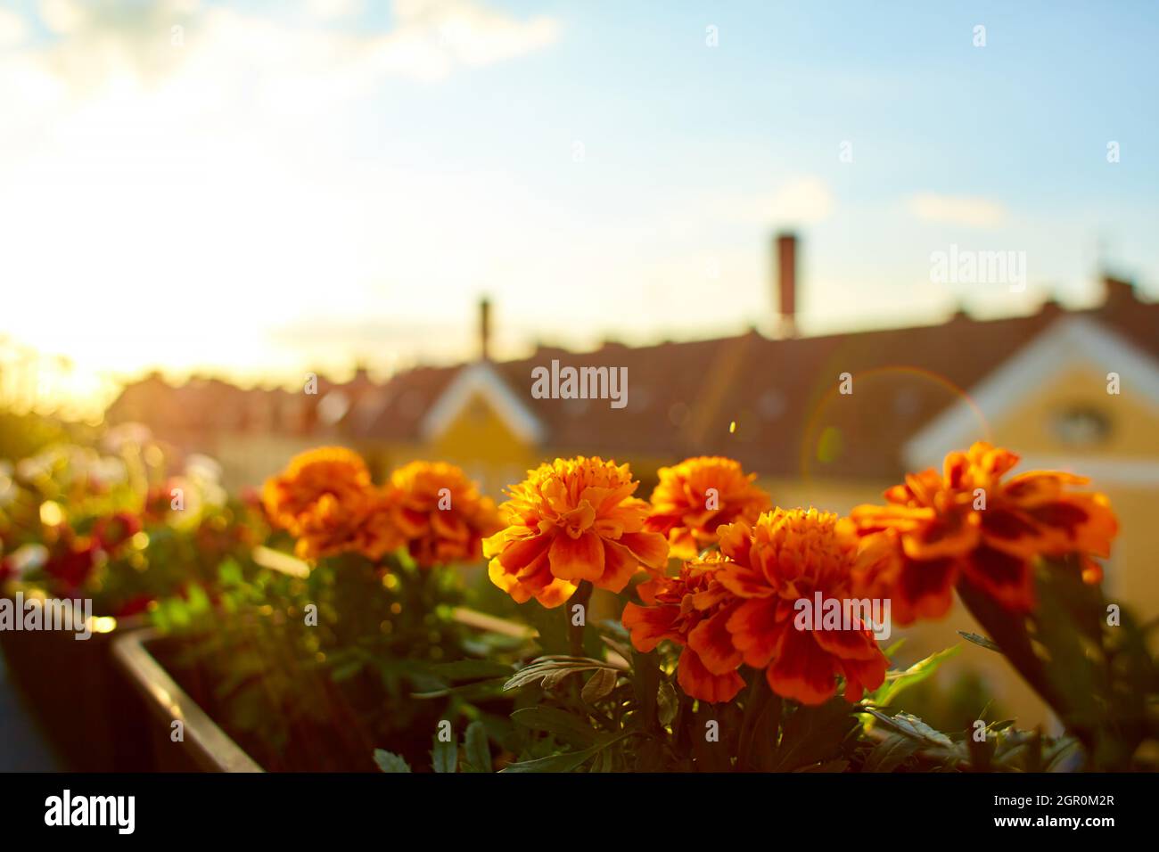 Front garden on the veranda. Flowers in pots with a city on the ...