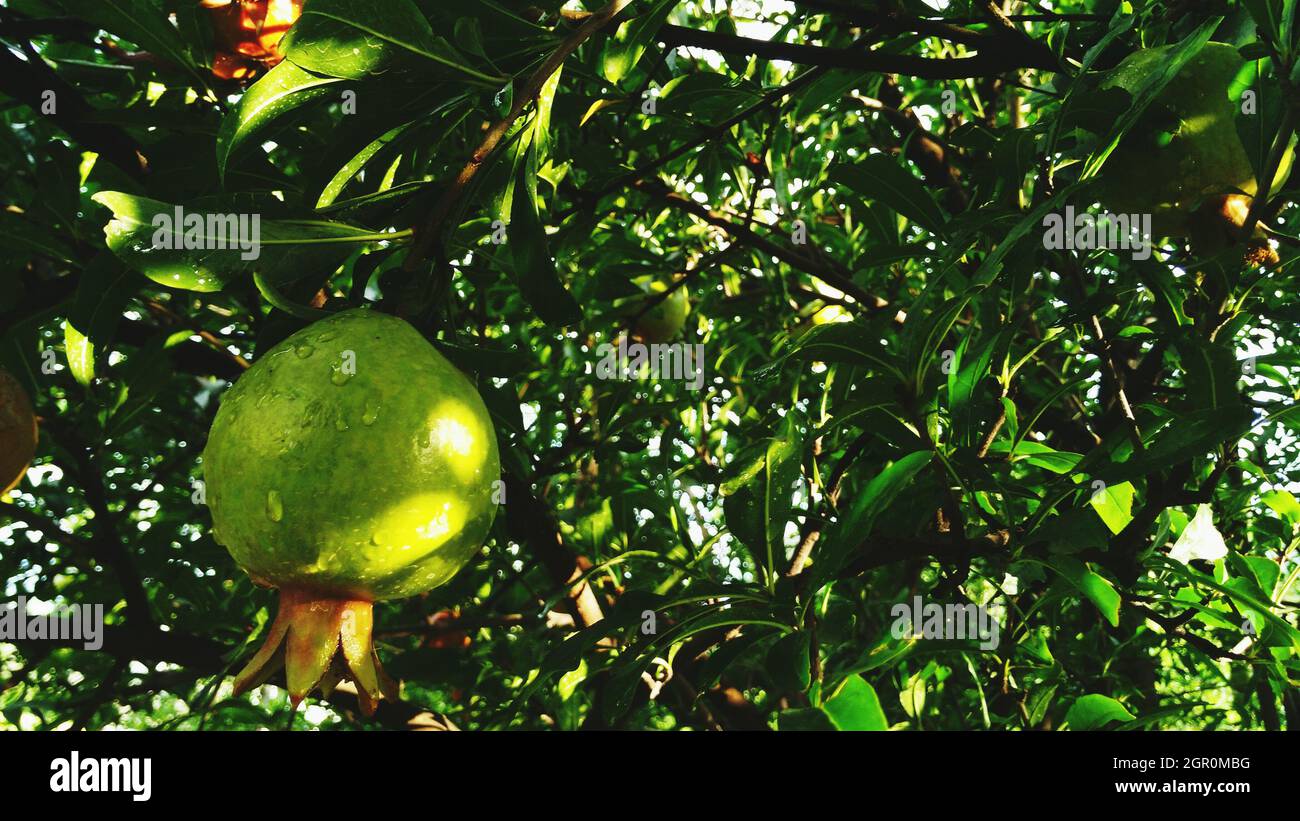 Kulu tree hi-res stock photography and images - Alamy