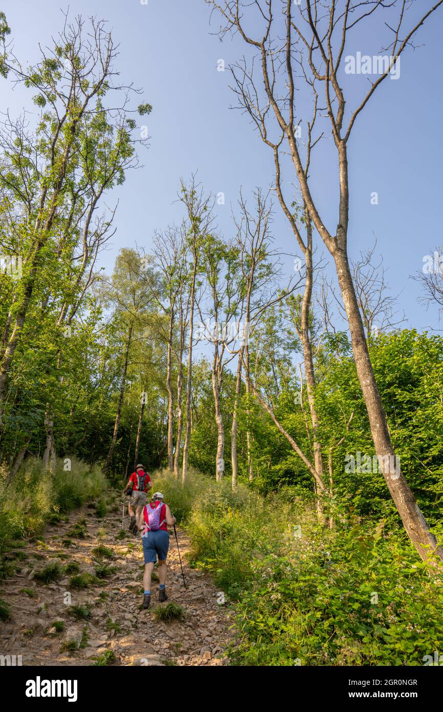 Ash dieback showing on Ash trees on footpath in Cheddar Gorge Stock ...