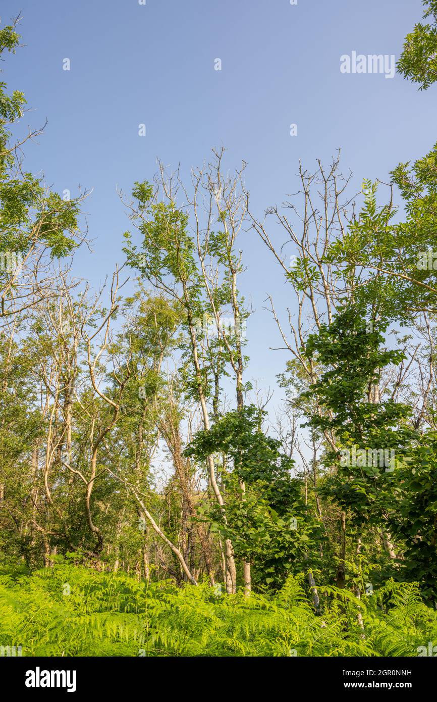 Ash dieback showing on Ash trees on footpath in Cheddar Gorge Stock ...