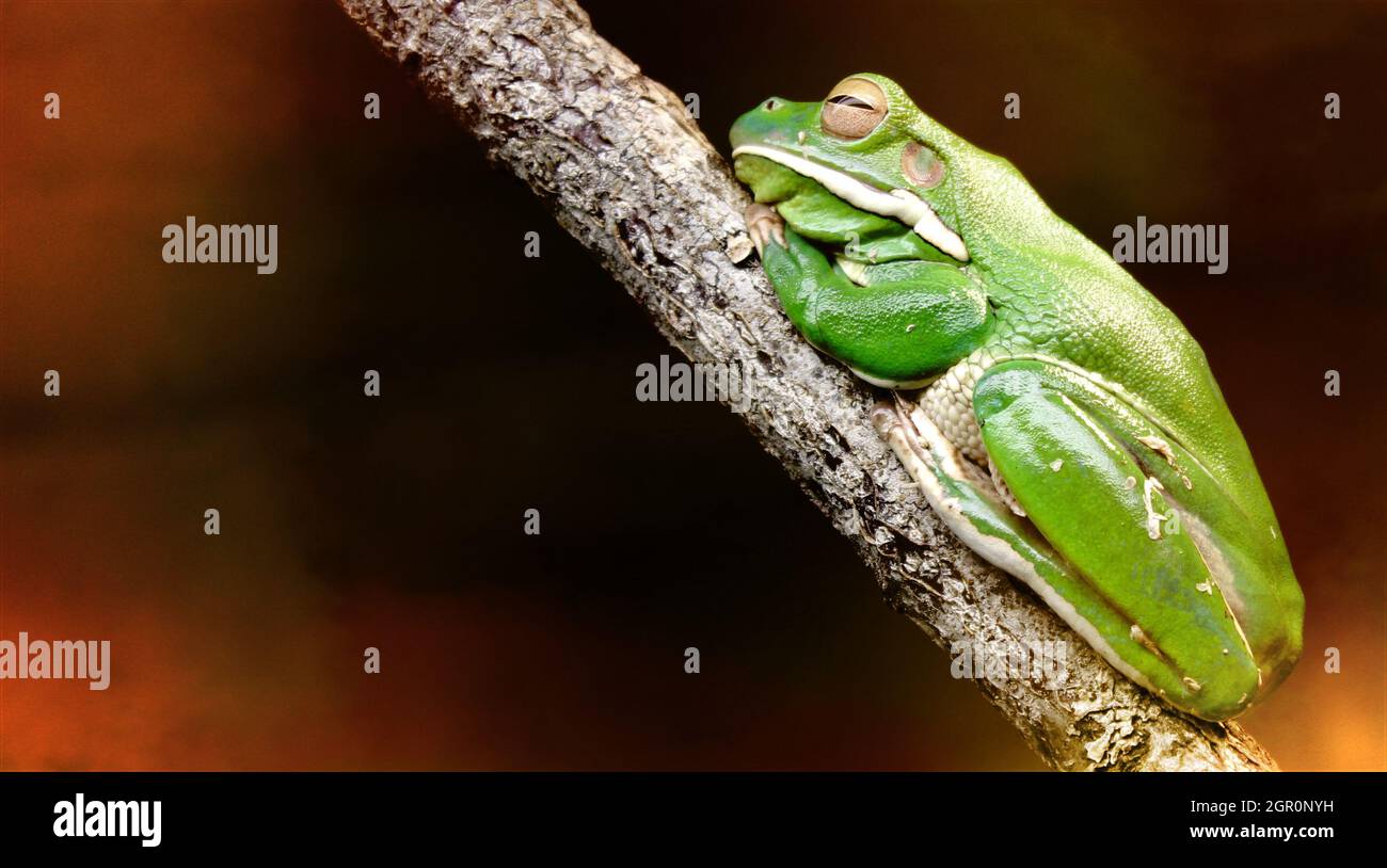 Tree frog mouth open hi-res stock photography and images - Alamy