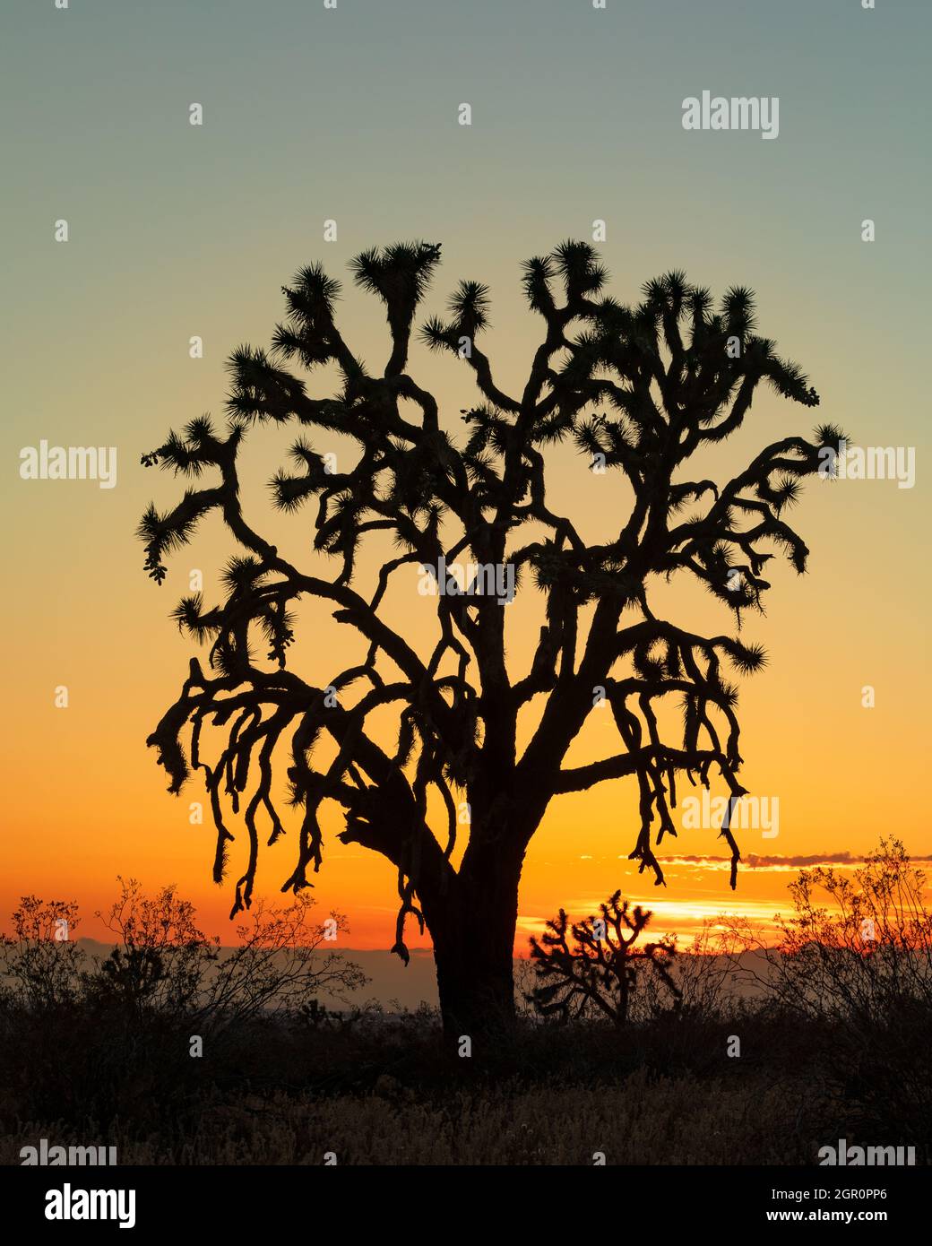 Dusk in lonely tree hi-res stock photography and images - Alamy