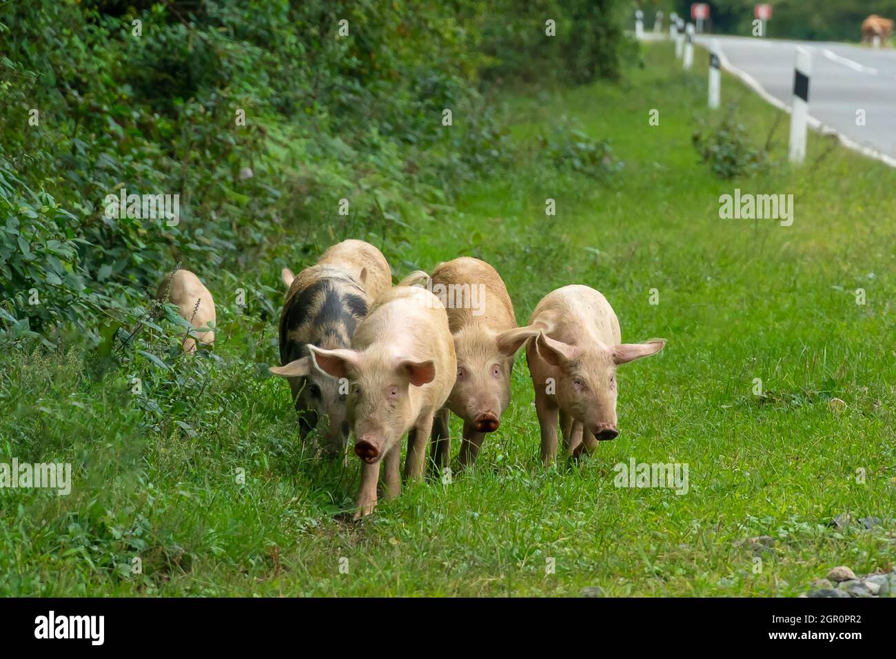 Group of piglets walk on the grass near the road in the countryside ...