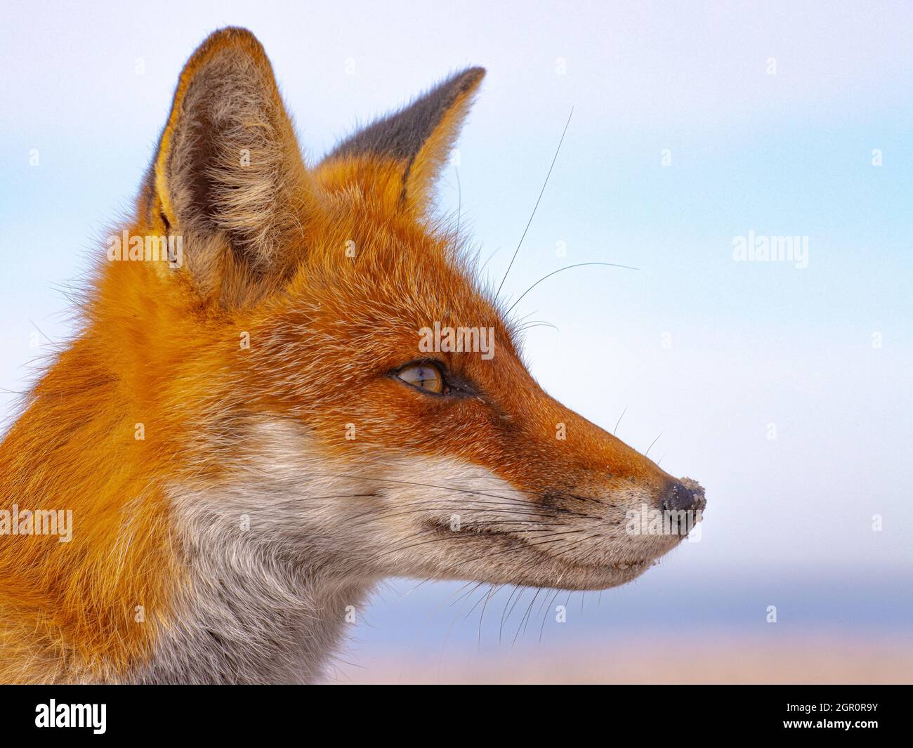 Red fox close up profile view hi-res stock photography and images - Alamy
