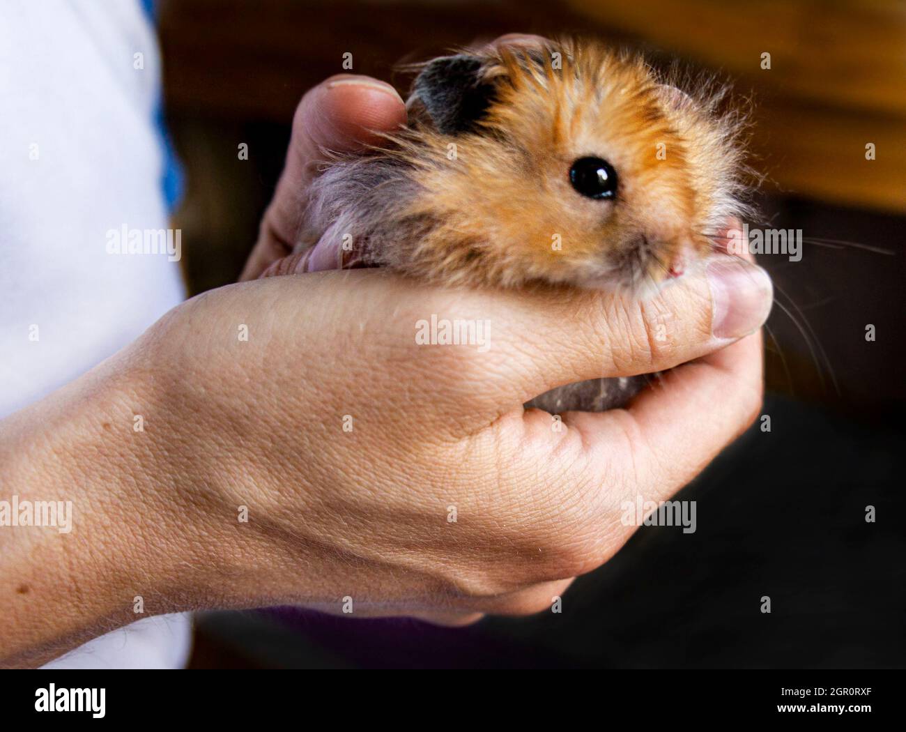 Ginger hamster hi-res stock photography and images - Alamy